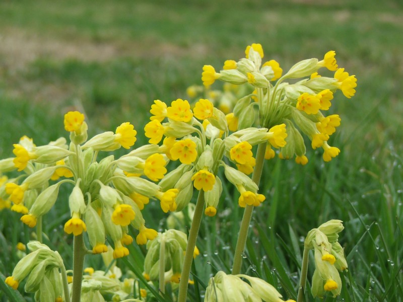 Cowslip signs of spring – Heritage Seeds British Wildflower Growers ...